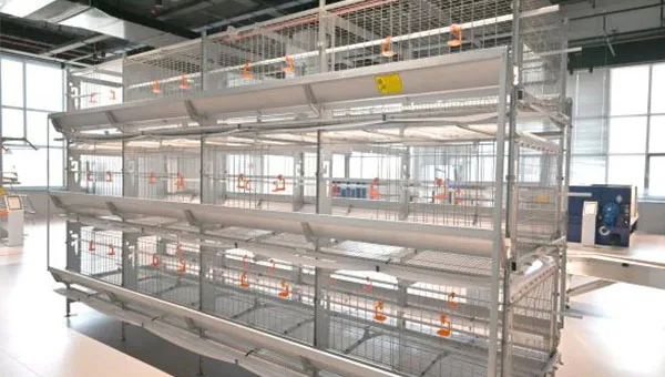 Layer Breeder Cage | High Fertilization Rate & Automated Egg Collection