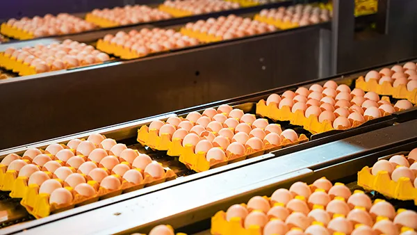 Big Herdsman | Professional Livestock & Poultry Equipment Manufacturer